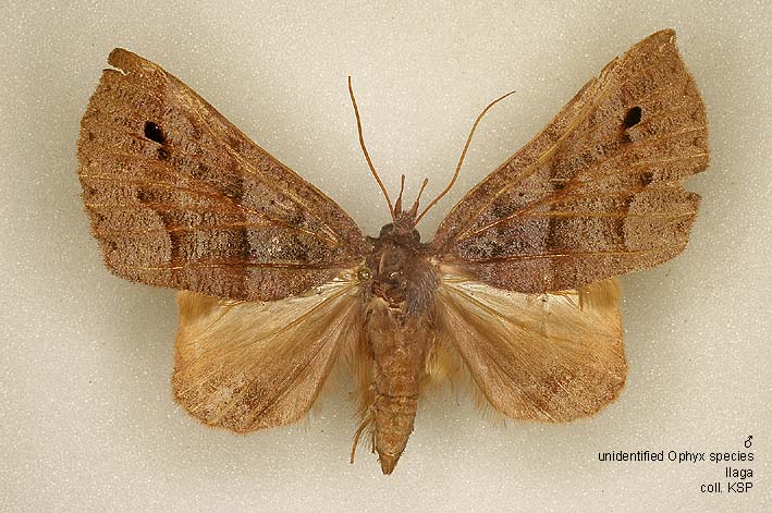 Papua Insects Foundation (Lepidoptera/Erebidae/Erebinae)